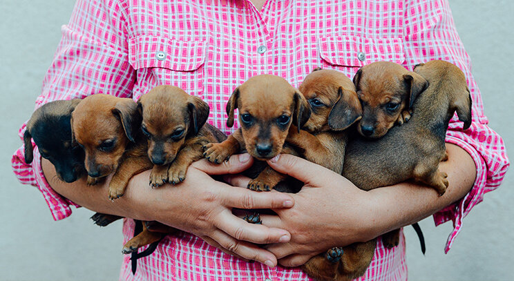 Jamnik krótkowłosy - wszystkie informacje i opis rasy
